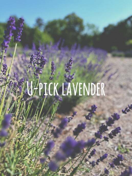 U-Pick Lavender | Roots Heaven Farm LLC